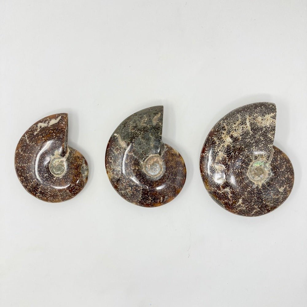 Ammonite with Suture Patterns | Picayune – Picayune Cellars & Mercantile